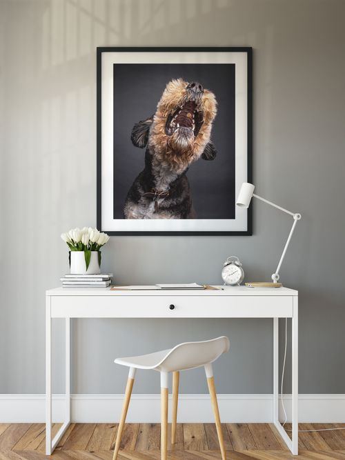 Ice Cream Pet Photo Day Event Info & Booking - Tonya Perme Photography