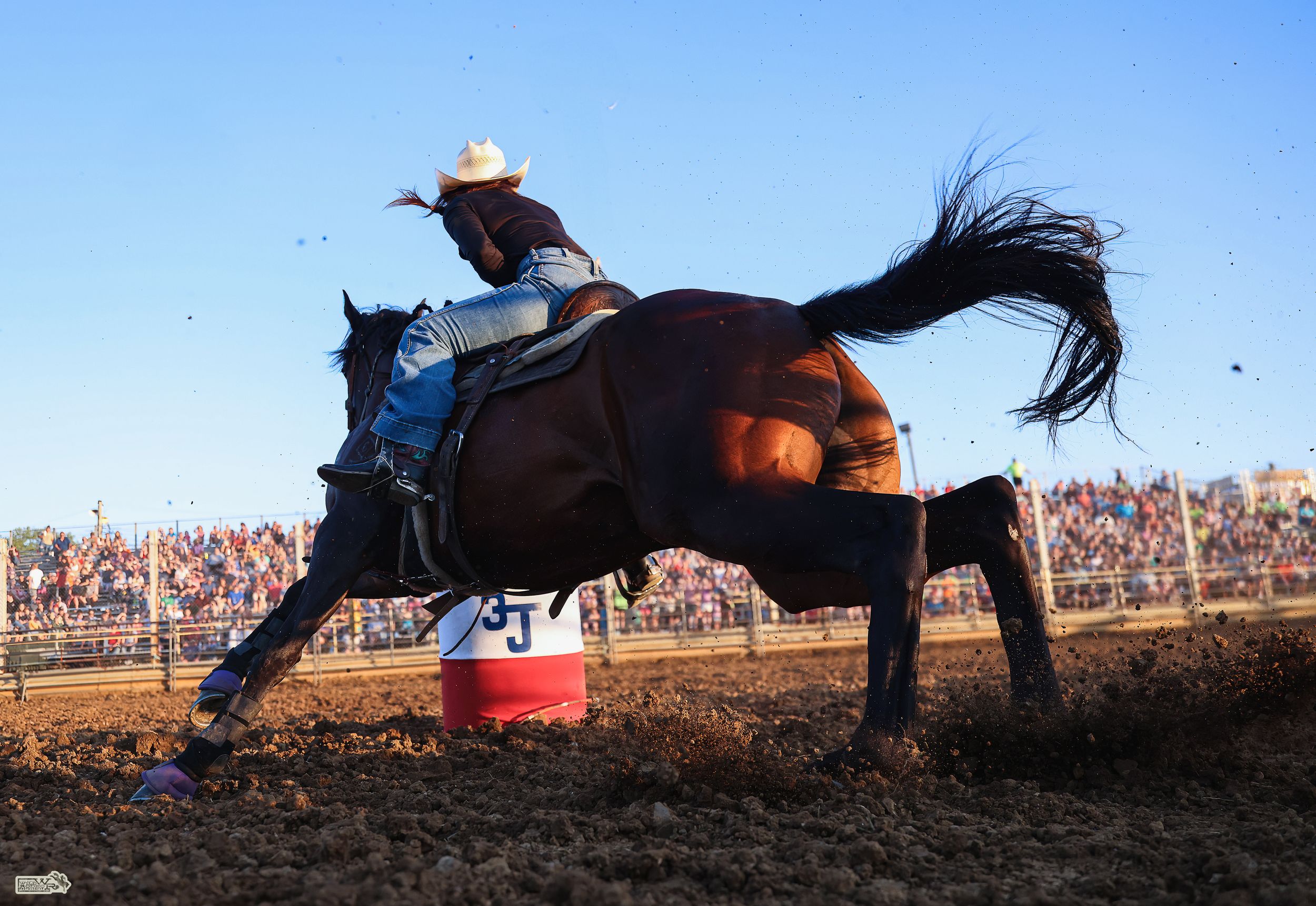 Wild Rodeo Photography