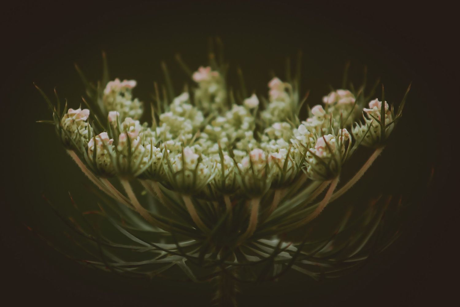 Simply Splendid Images