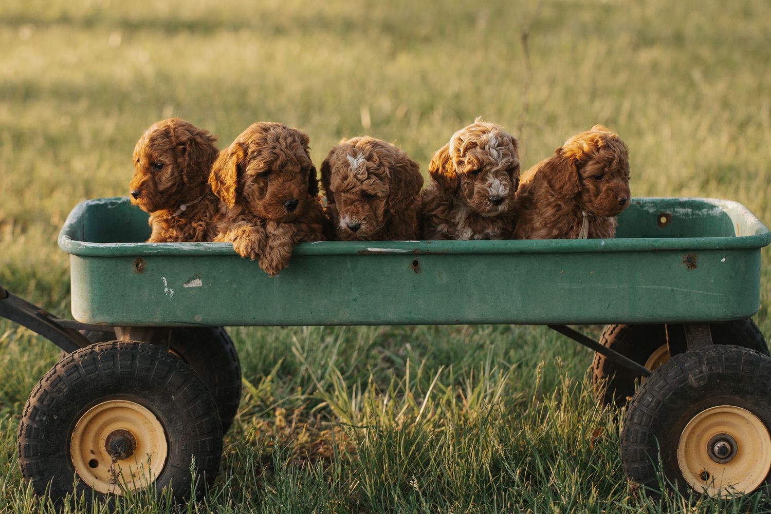 Upcoming Litters - Dogwood Country Doodles