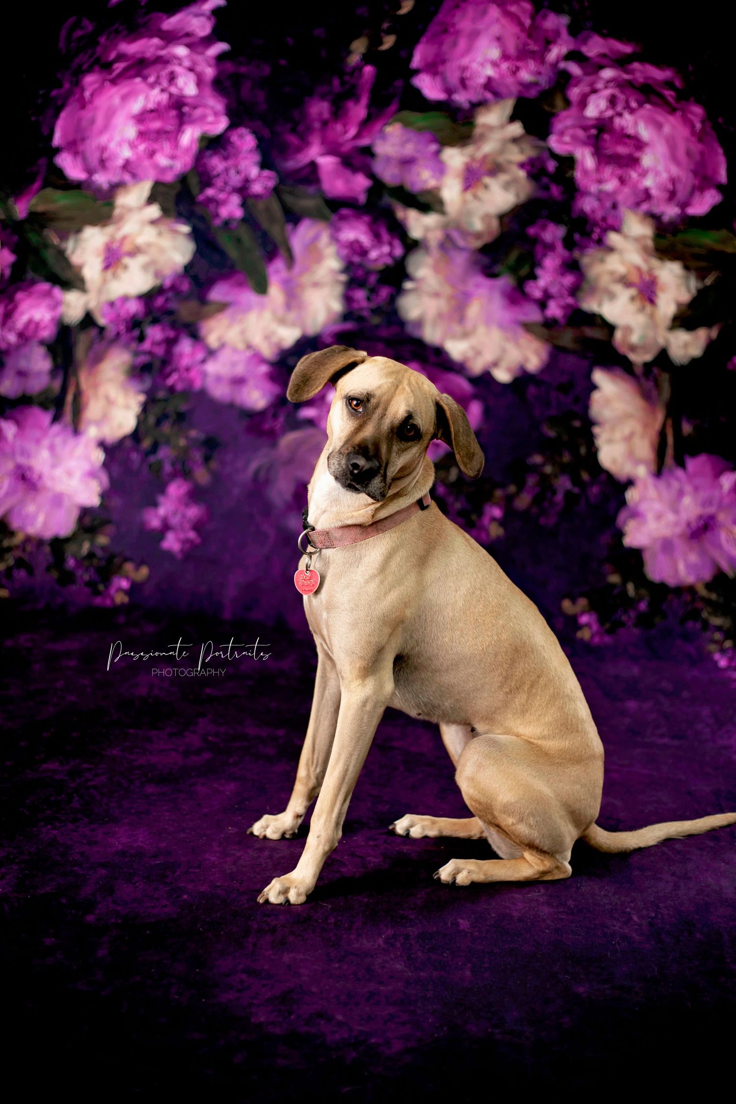 fur babies - Passionate Portraits Photography