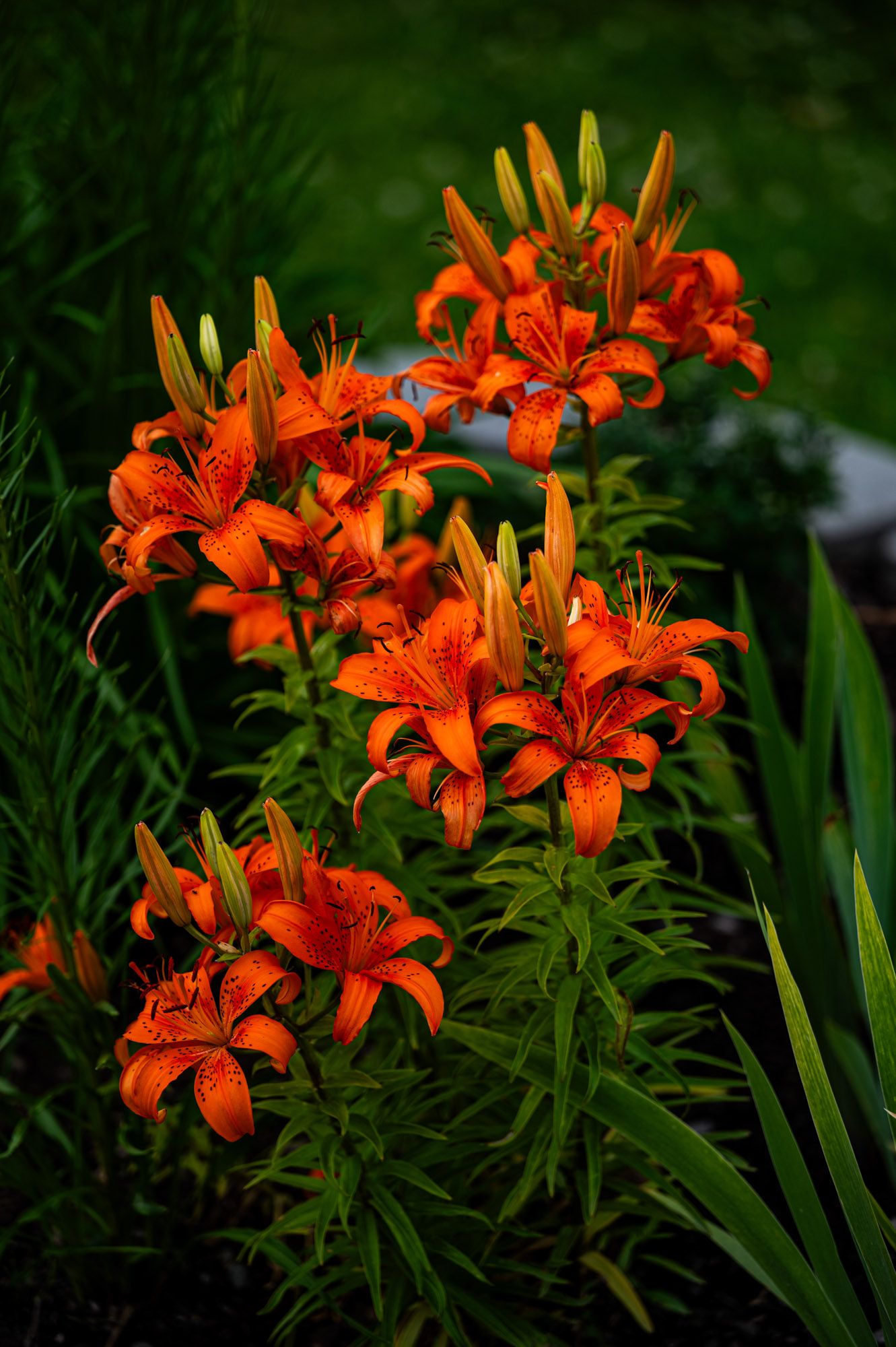 Landscapes - Mark Swanson Photography