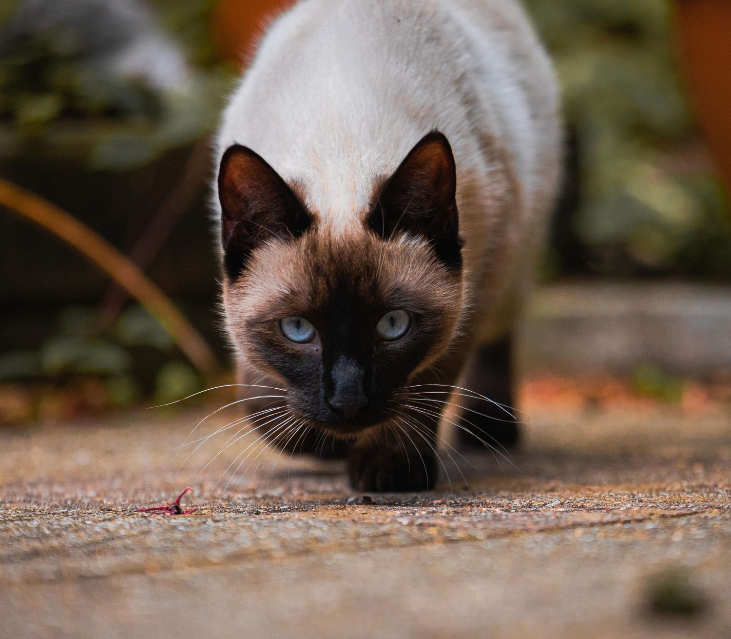 Testimonials - Beautiful Pet Portraits photography service
