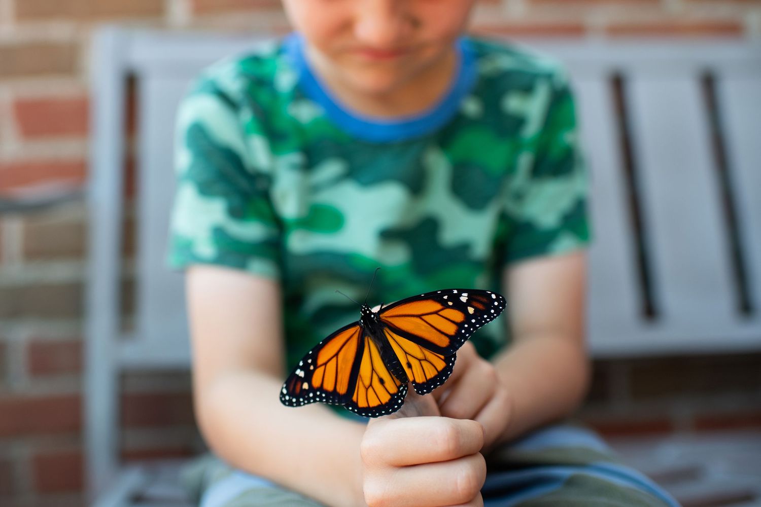 Chrysalis Collective