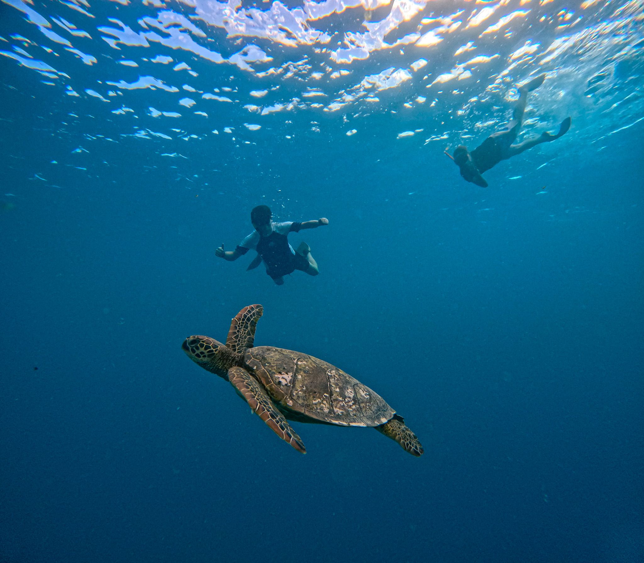 Go Local Cook Islands | Rarotonga's Best Turtle Tour