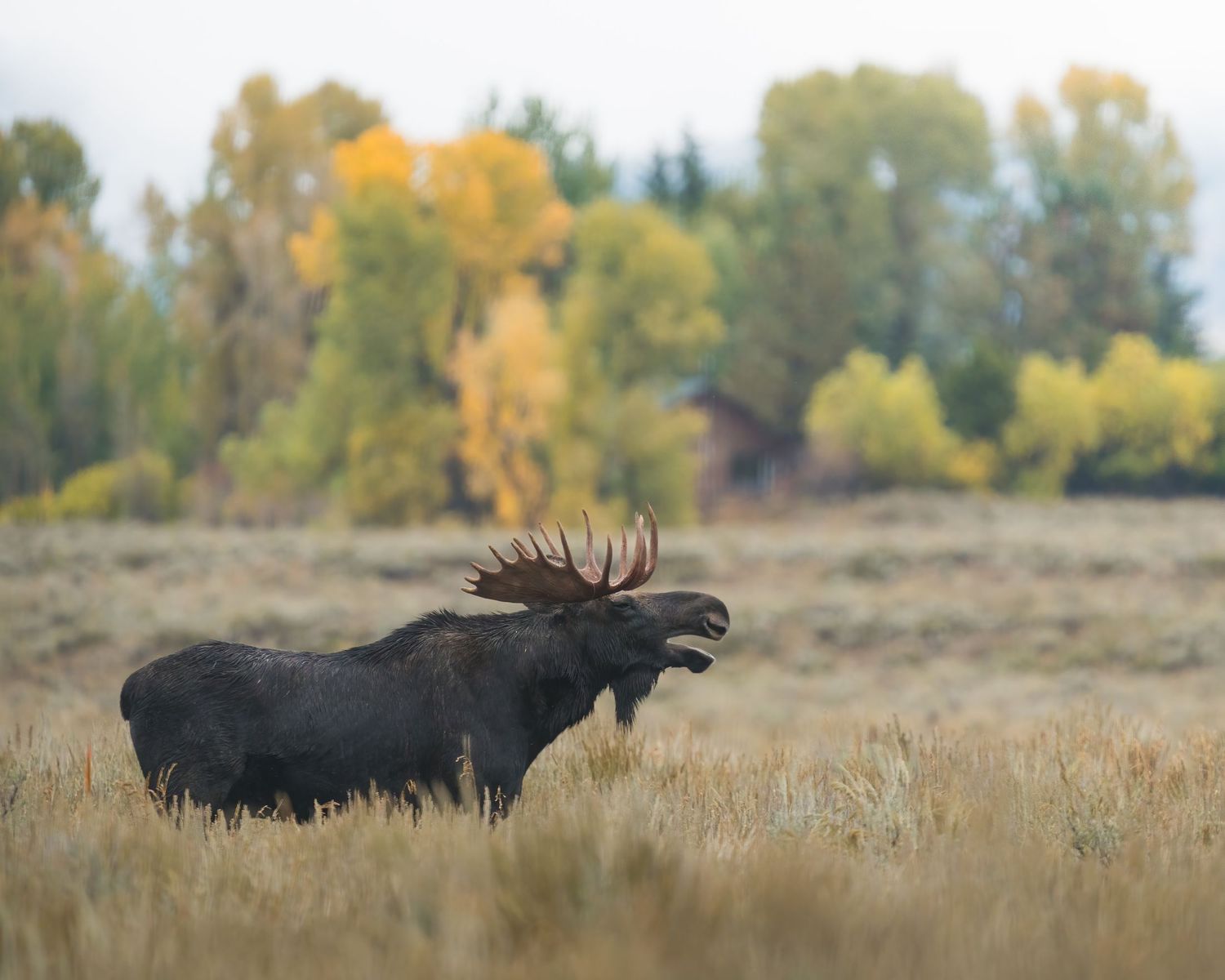 Wildlife - Andrew Card Photo
