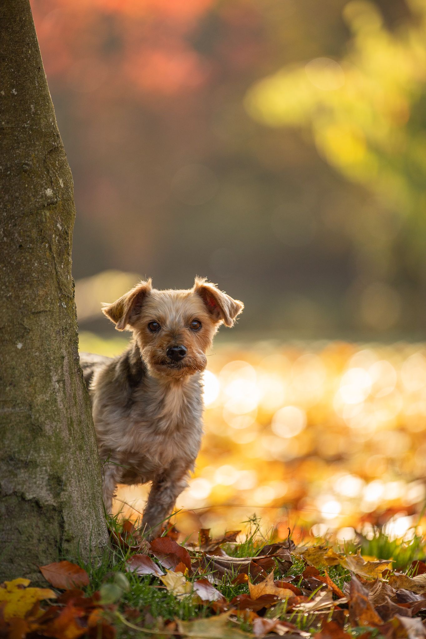 Laura & Smudge - Imogen Moon ABIPP - Equine & Dog Photographer In ...