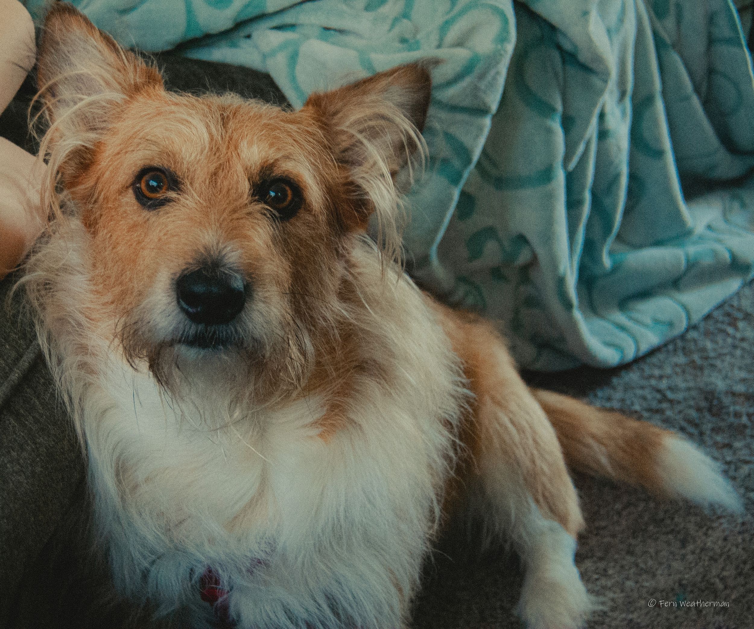 Pets/Animals - Raven Haven Photography