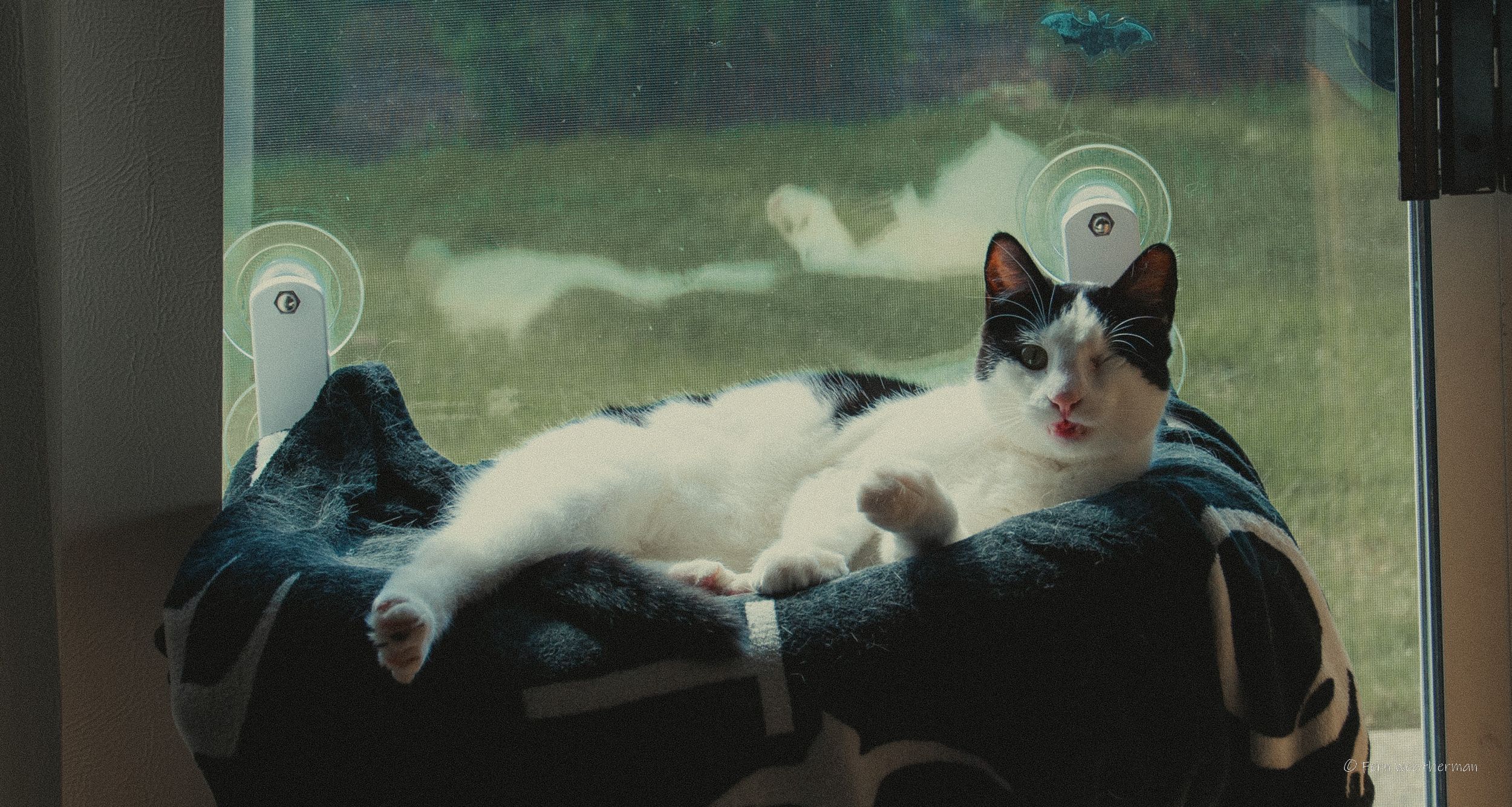 Pets/Animals - Raven Haven Photography