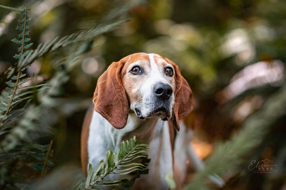 PhoDOGraphy - Elise Berg Photography