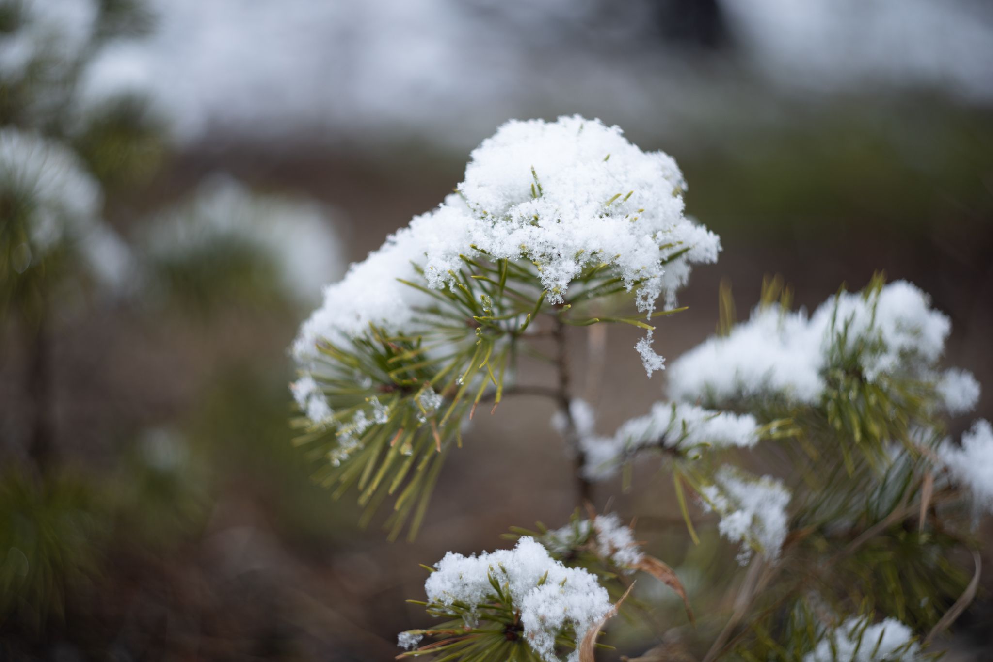 The Helios 44-2 58mm f/2: A classic Lens for Creative Photography ...