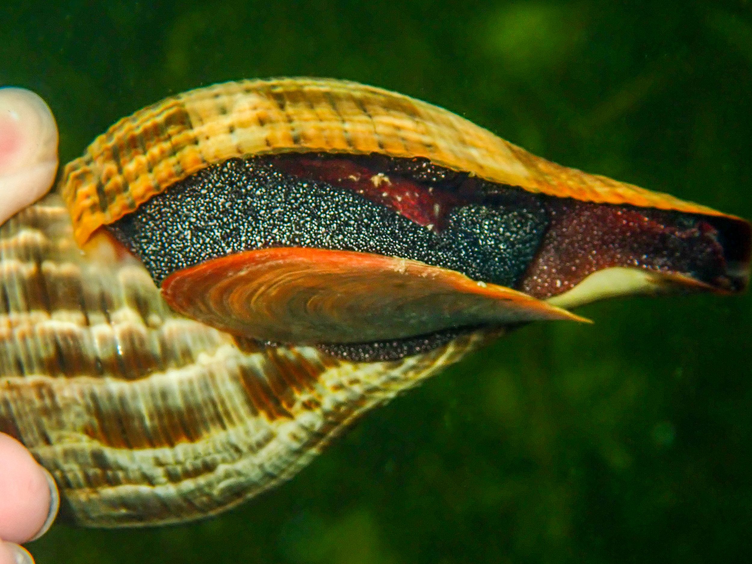 A Personal Connection to a Florida Past-time: Scallop Season - Heather ...