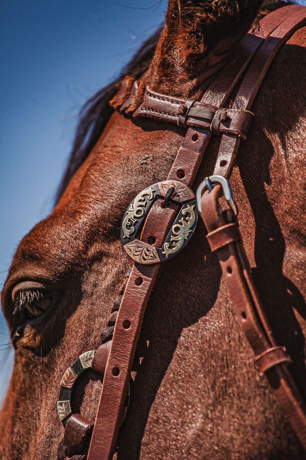 Photography Portfolio | Rustic Compass Imagery | Western & Ranch LIfe ...