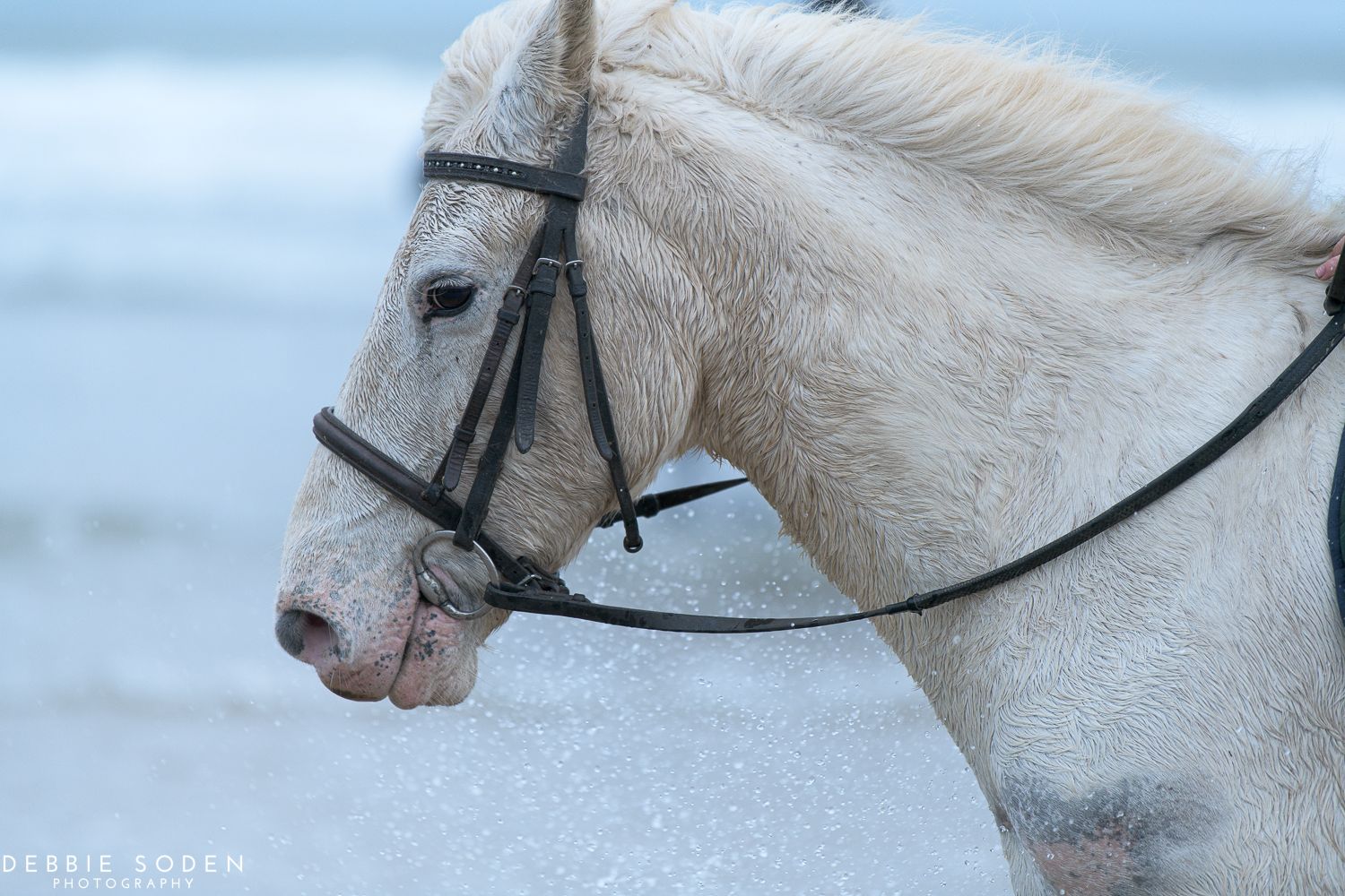 Debbie Soden Photography