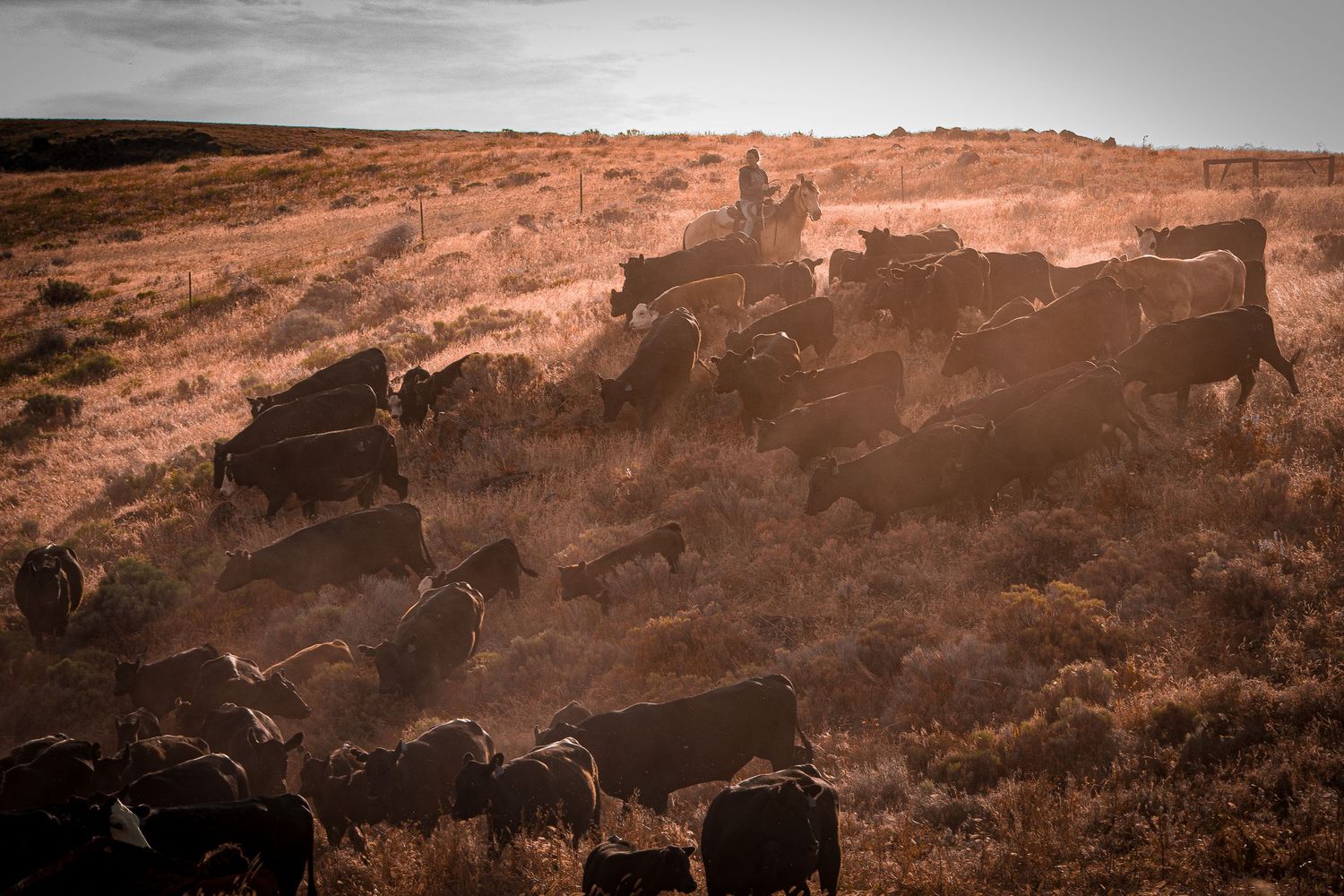 Cowhand Captures