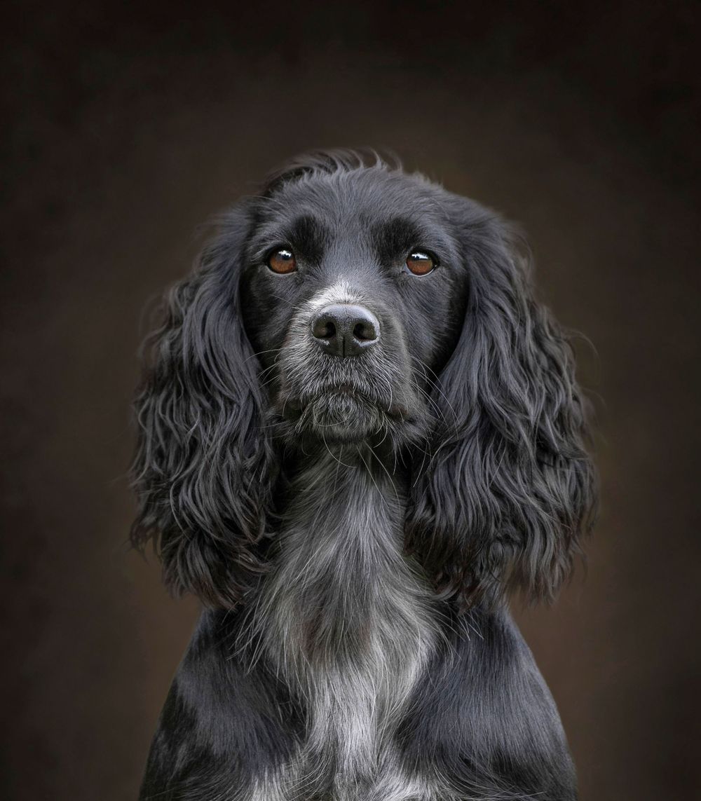 Canine Photoshoot Prep Guide - Jo Rickatson Photography