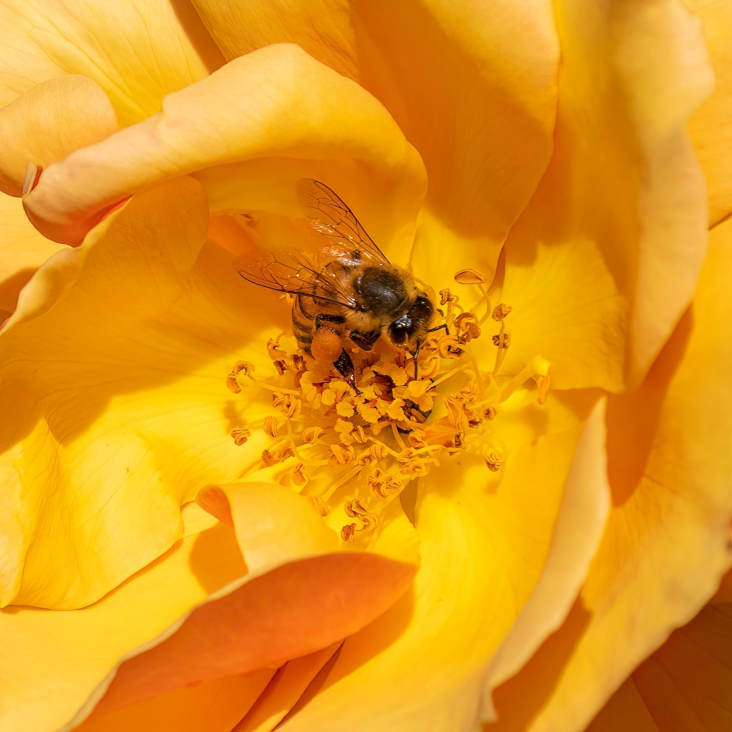 Portfolio Copy - Fluttering Shutters Photography, LLC