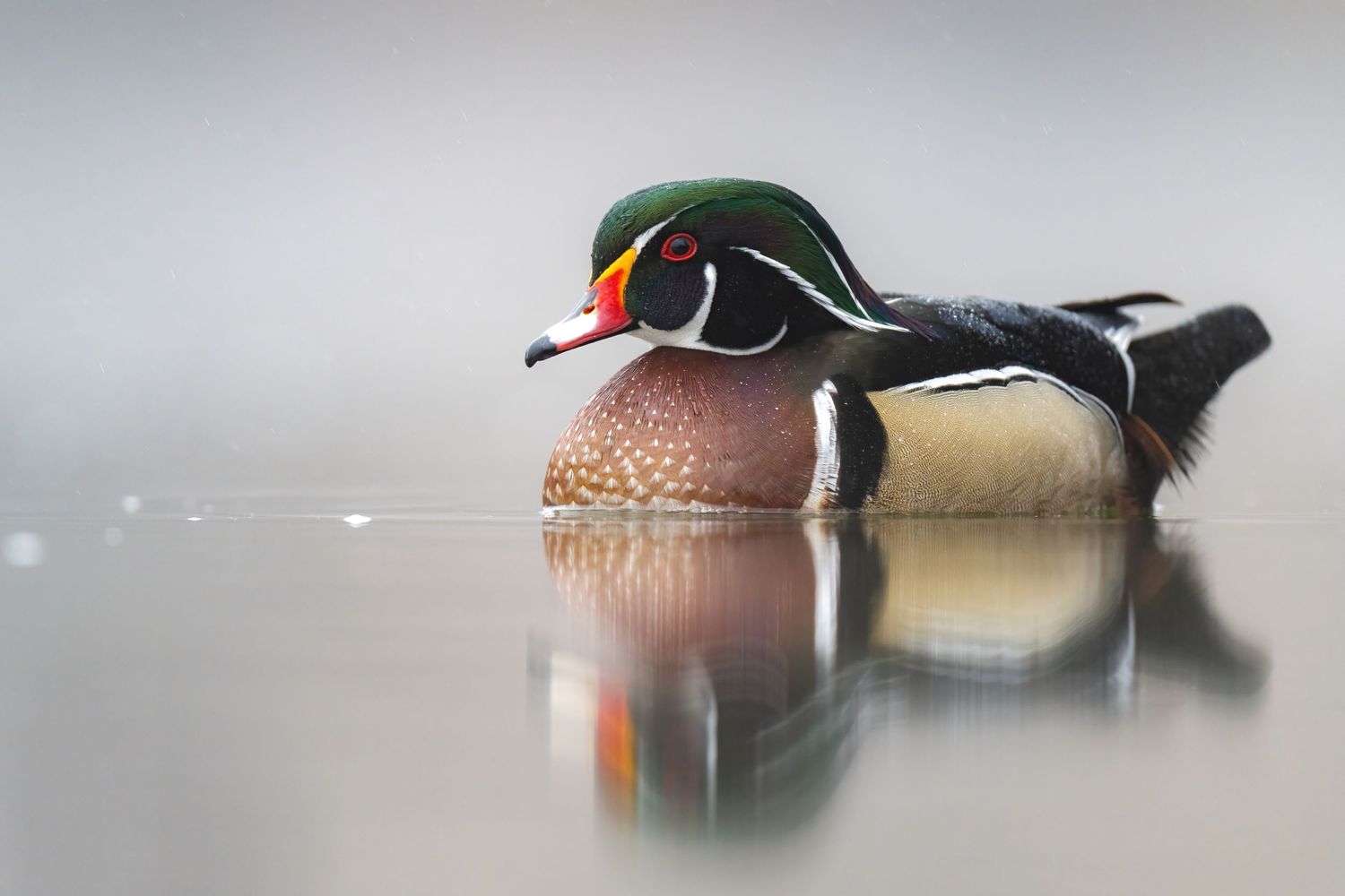 Duck Gallery - Zurotography
