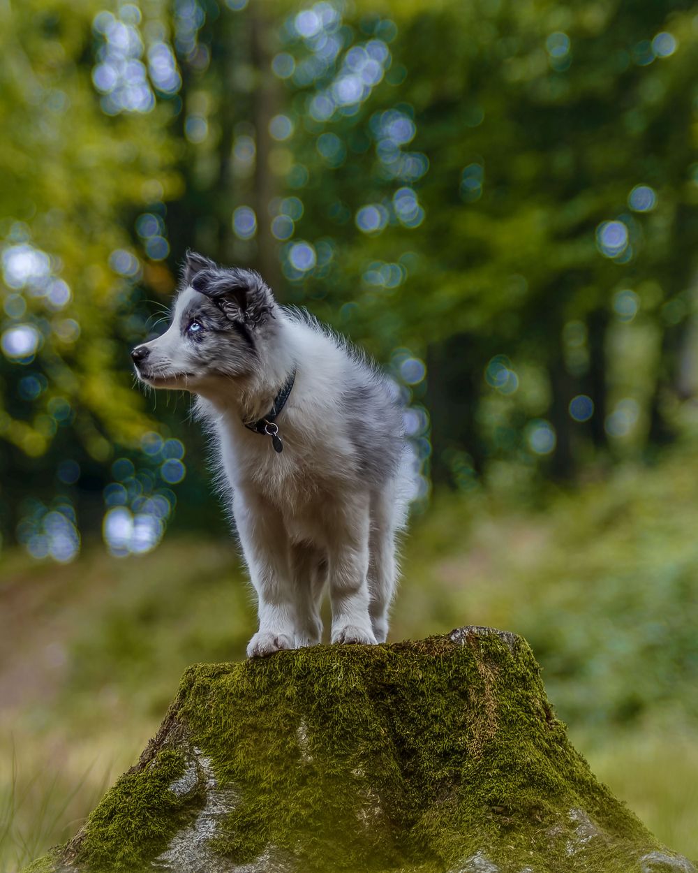 Andy Pull Photography