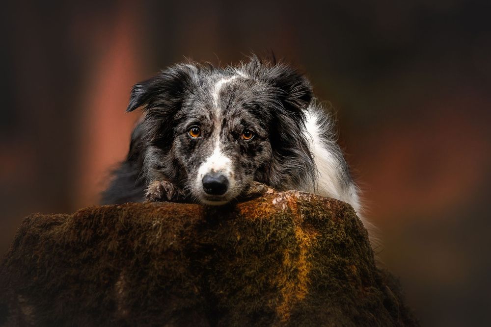 Andy Pull Photography