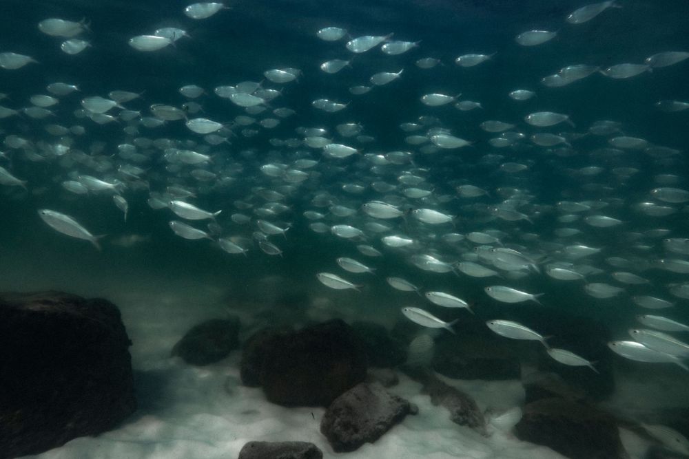 Underwater Photoshoot Experience at the Destin Jetties, Florida: A ...