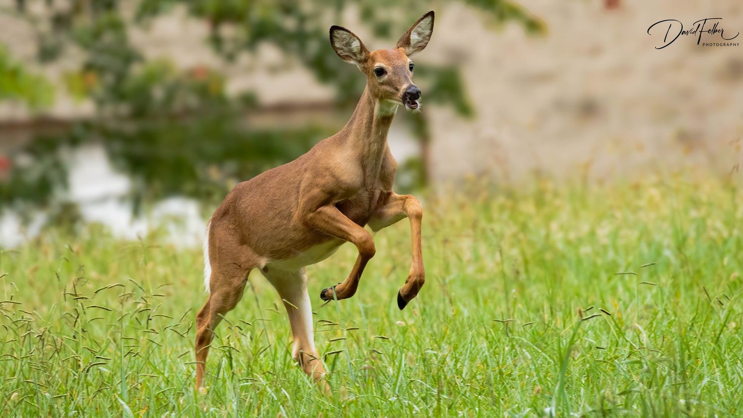 Summer - David Felber Photography