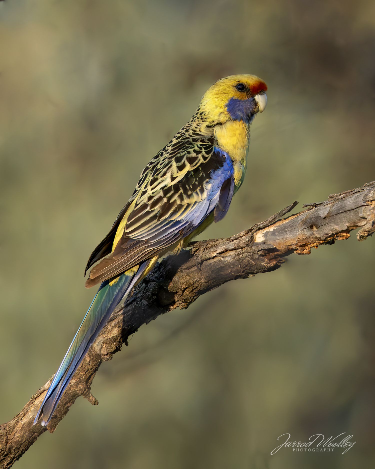 Gallery A - Jarrod Woolley Photography