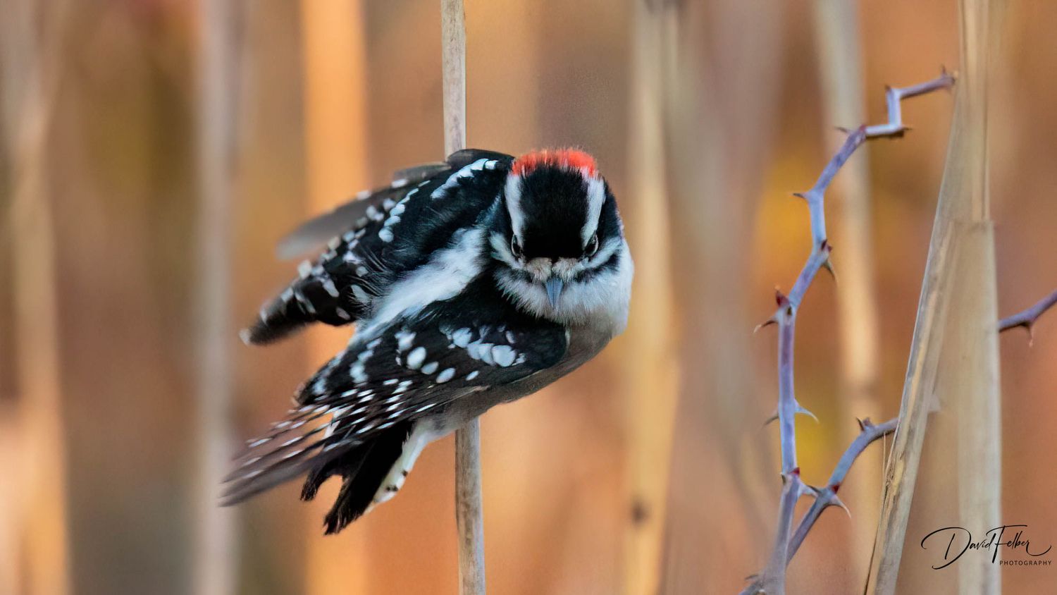Autumn - David Felber Photography