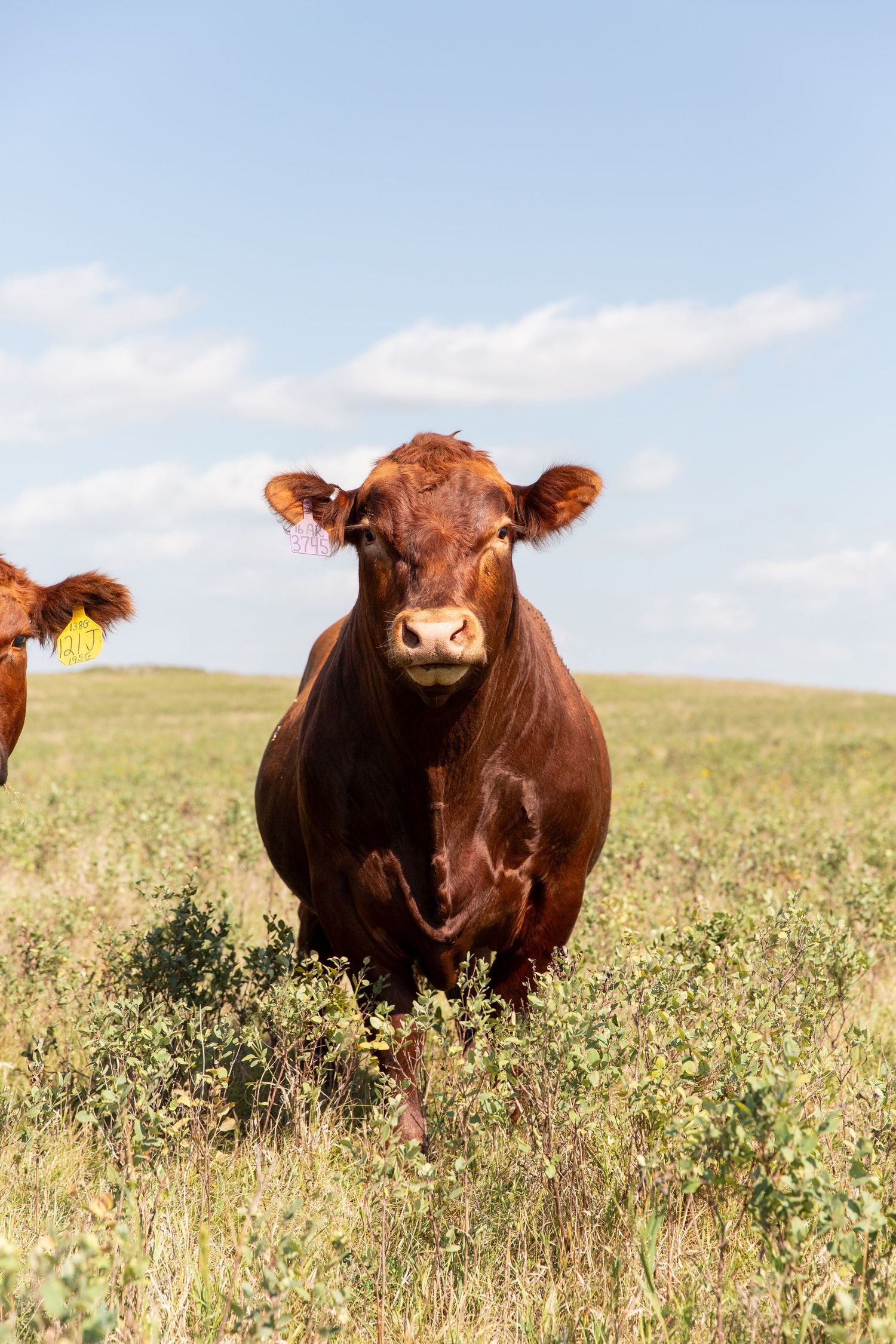 Ressler Land & Cattle - Anna Lemm-Wiegandt Photography