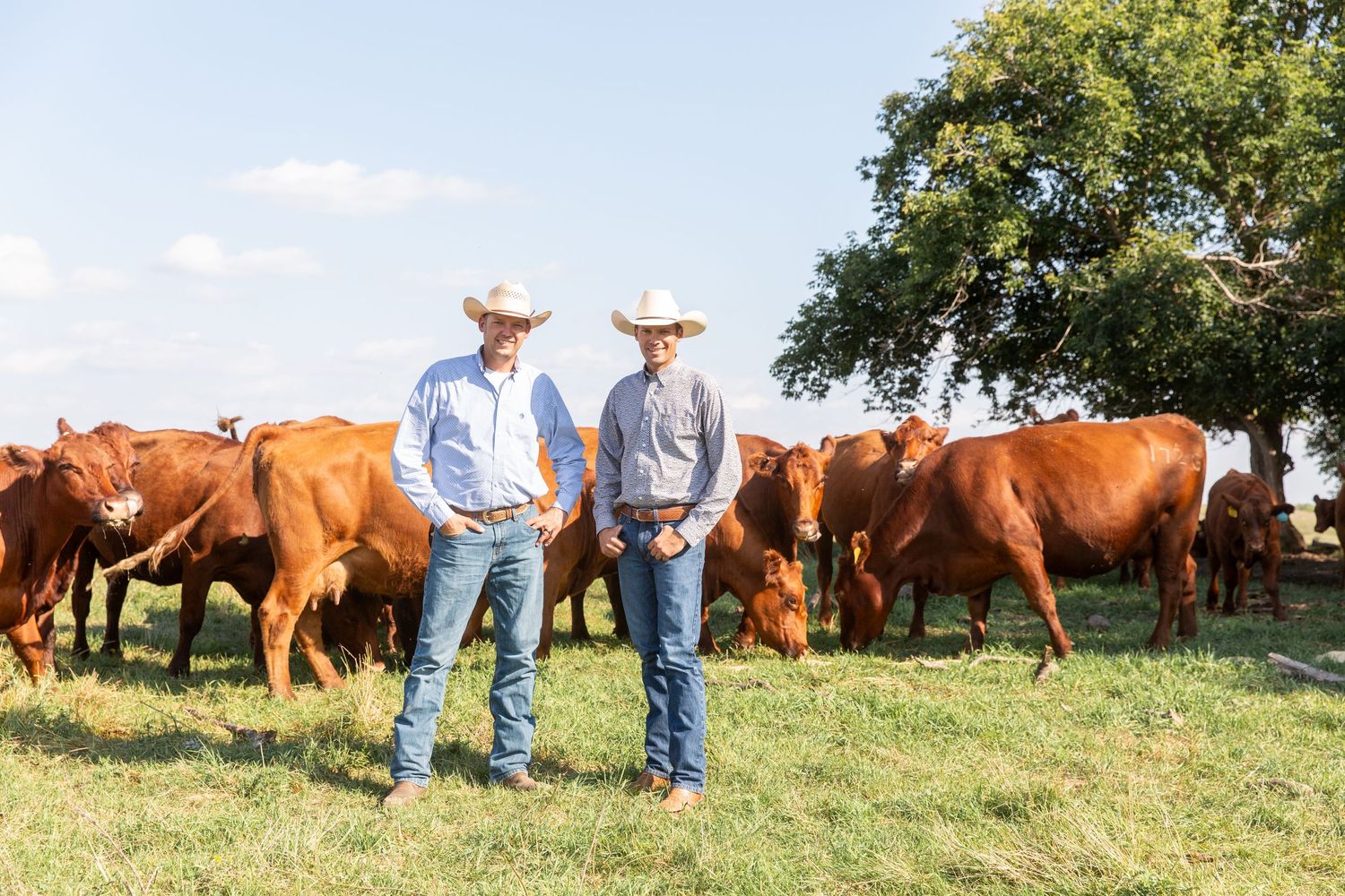 Ressler Land & Cattle - Anna Lemm-Wiegandt Photography