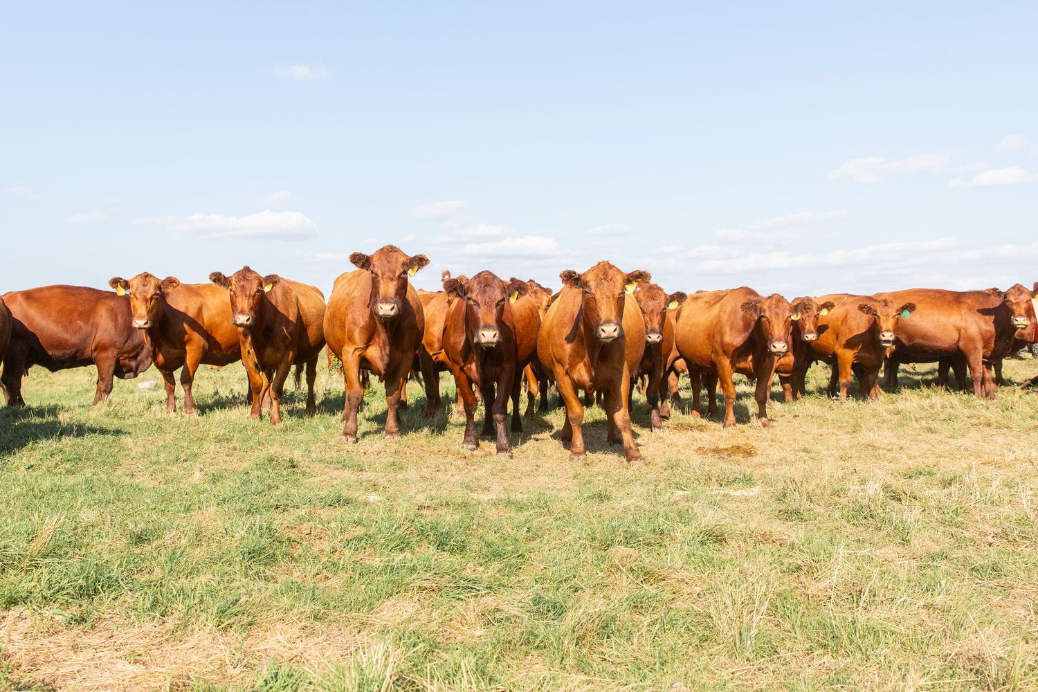 Ressler Land & Cattle - Anna Lemm-Wiegandt Photography