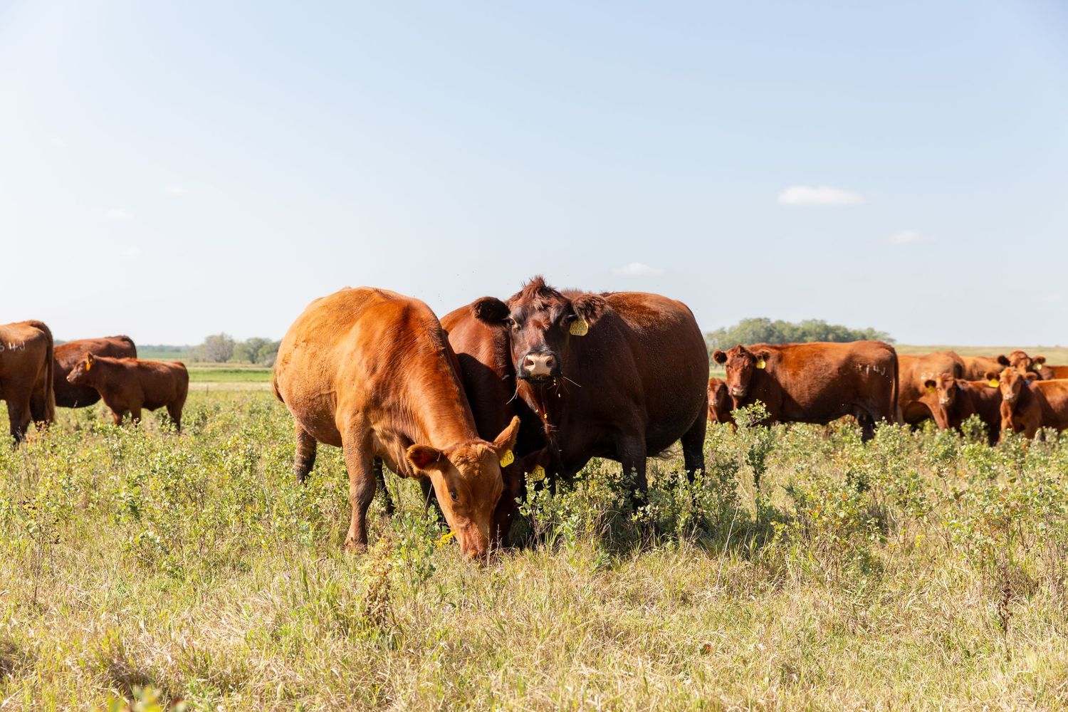 Ressler Land & Cattle - Anna Lemm-Wiegandt Photography