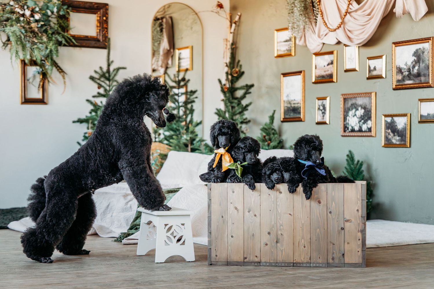 Photographing 8 Poodle Puppies - Buffalo, NY Dog & Pet Photographer ...
