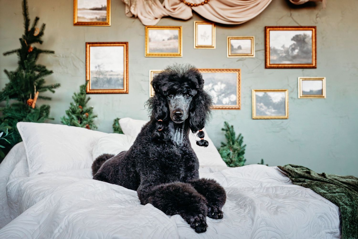 Photographing 8 Poodle Puppies - Buffalo, NY Dog & Pet Photographer ...