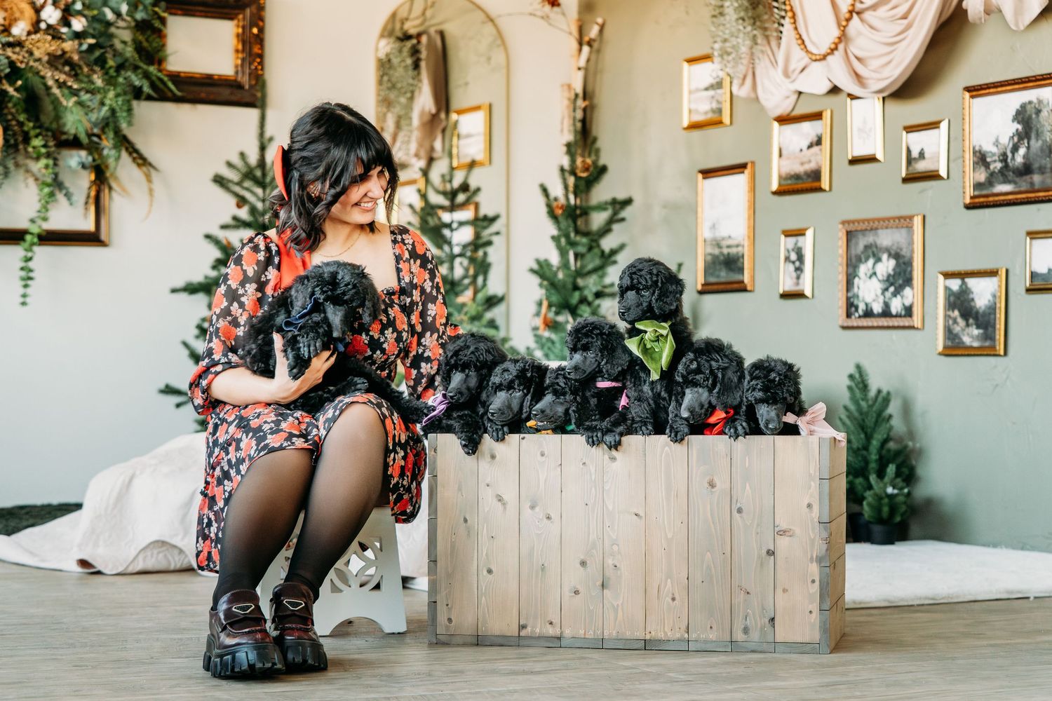 Photographing 8 Poodle Puppies - Buffalo, NY Dog & Pet Photographer ...