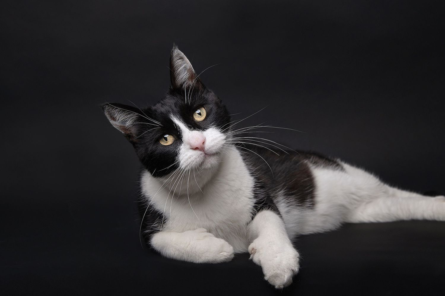 Cat Photo Sessions in Studio Information & Booking - Tonya Perme ...