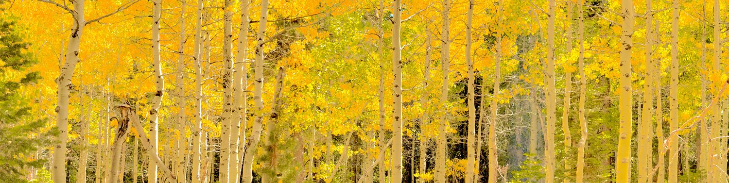 Best Aspen and Fall Color Hikes in the Lake Tahoe - Truckee Area ...