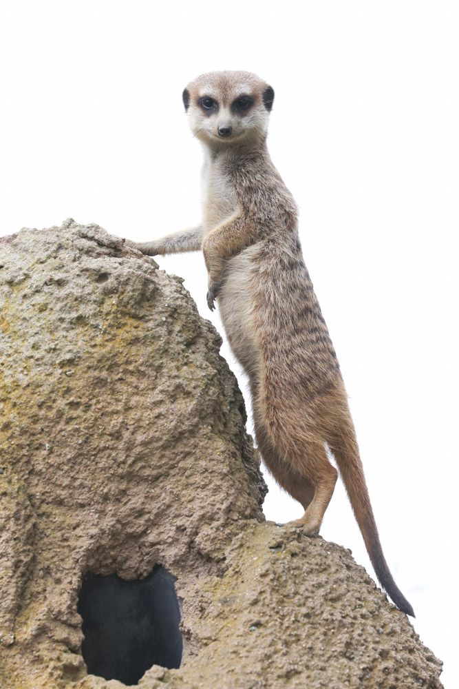 animals - Pearl Andreas Photography