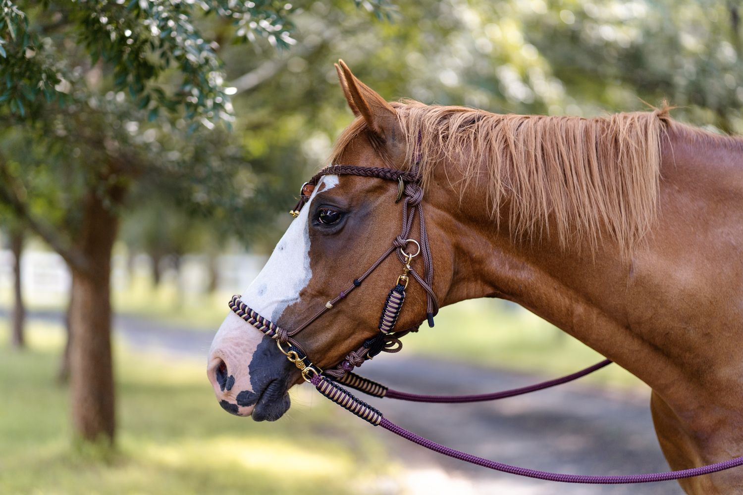 About Leo - Horse Photoshoot without owning one - Hergott Photography ...