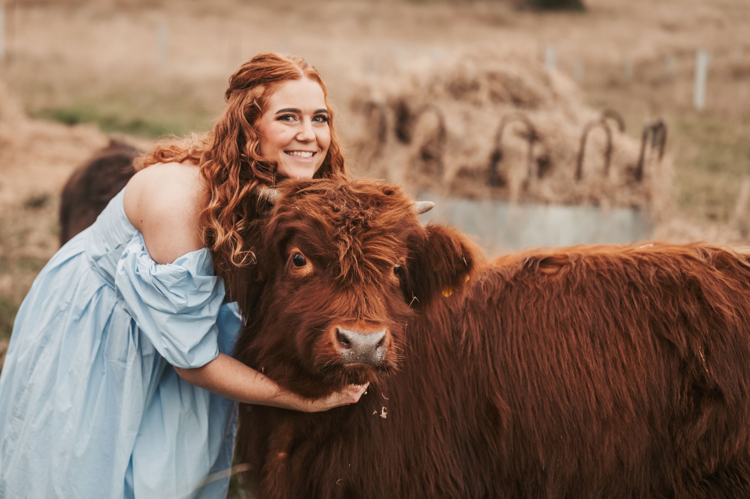 Highland Cow Session - Kelsie Swan Photography