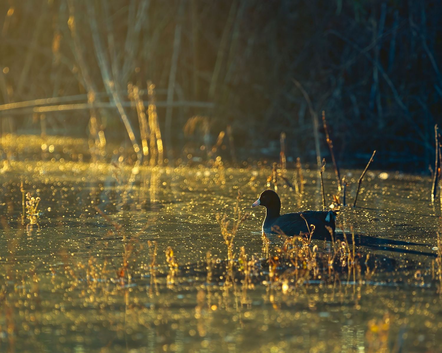 Wildlife Photography Gallery - Eric Kauffman Photography