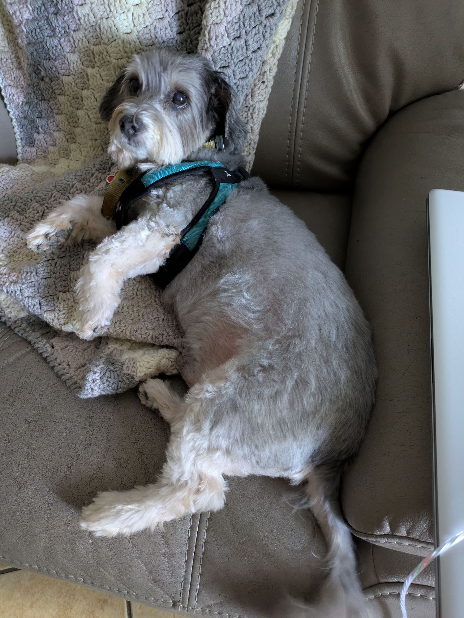 Dilly & Pinky - Intentional Walk Pet Services