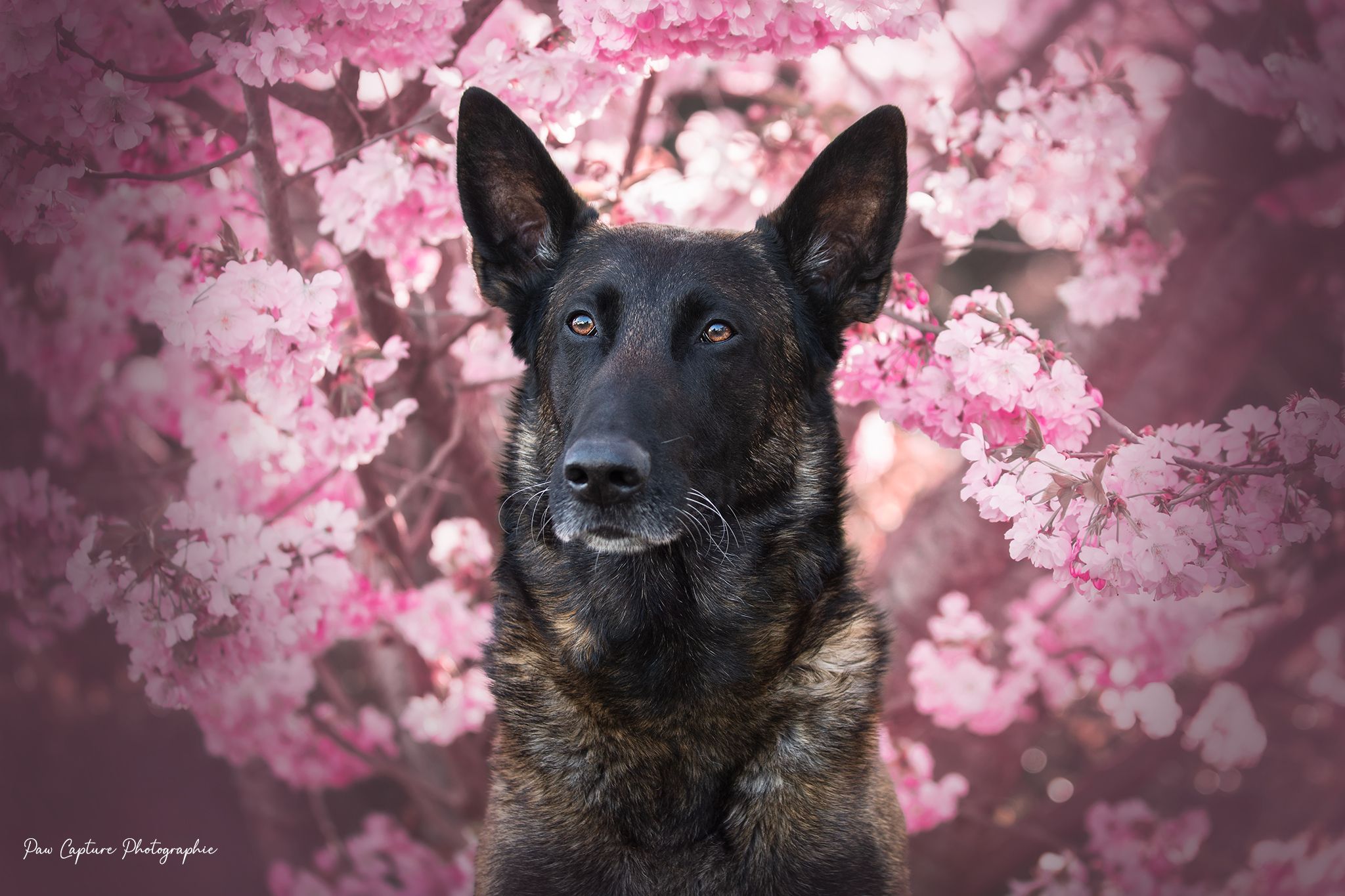Paw Capture photographie