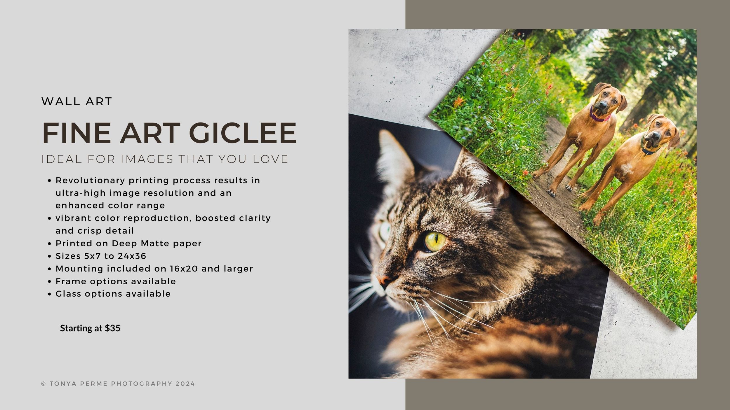 Cat Photo Sessions in Studio Information & Booking - Tonya Perme ...