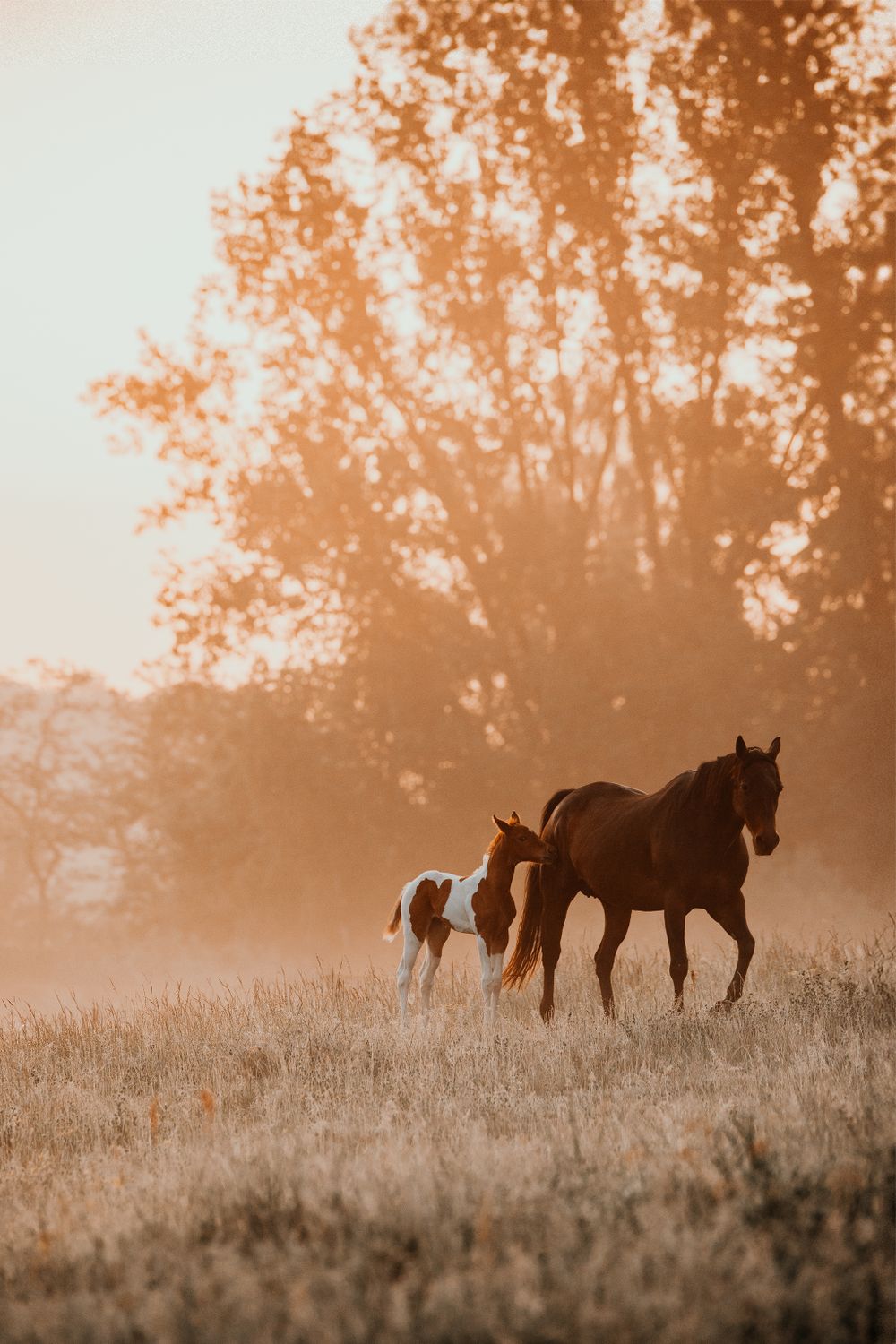 Perfect Sunrise Moments with Young Foals - Anna Archinger | Horse ...