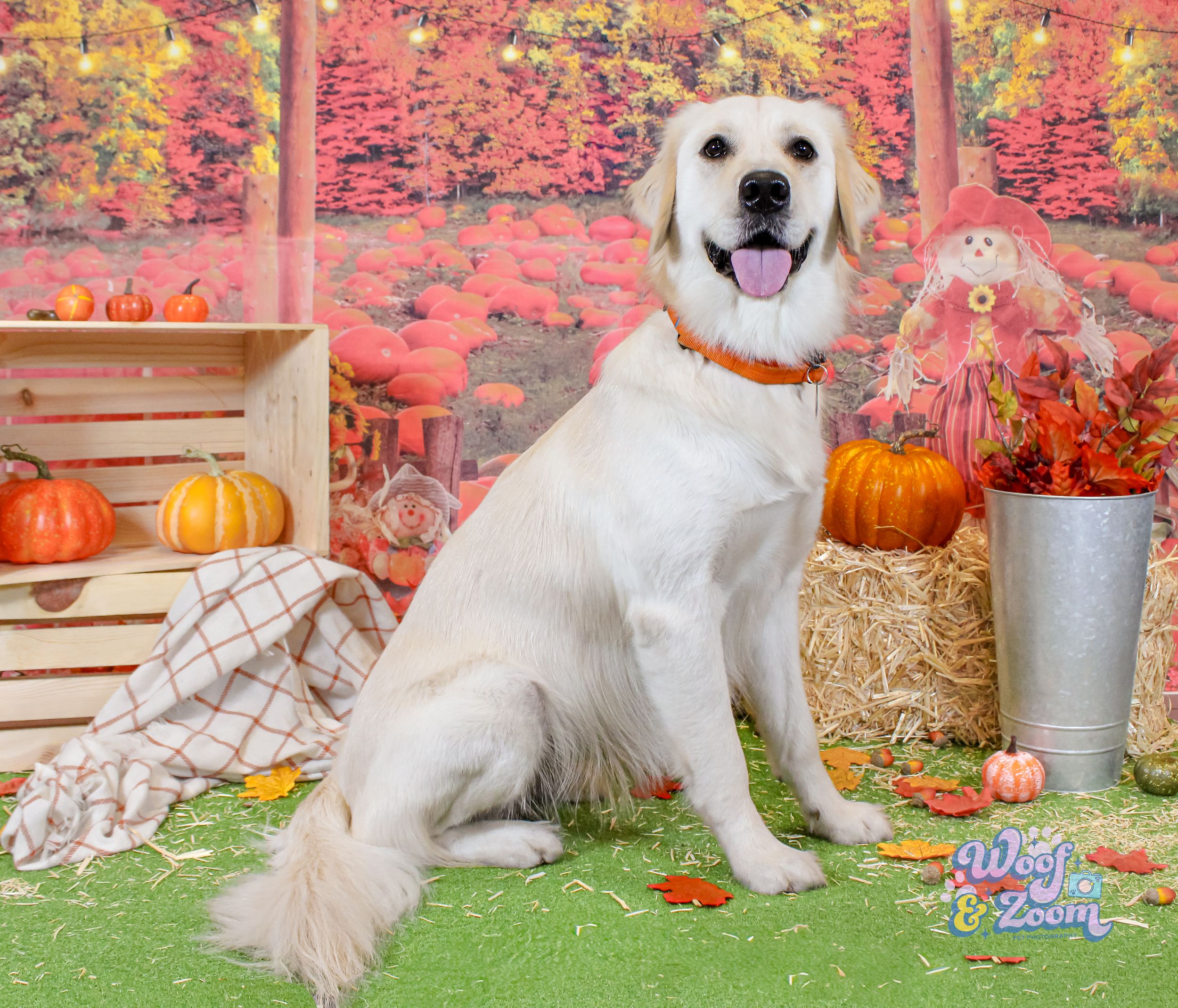 Woof and Zoom Pet Photography