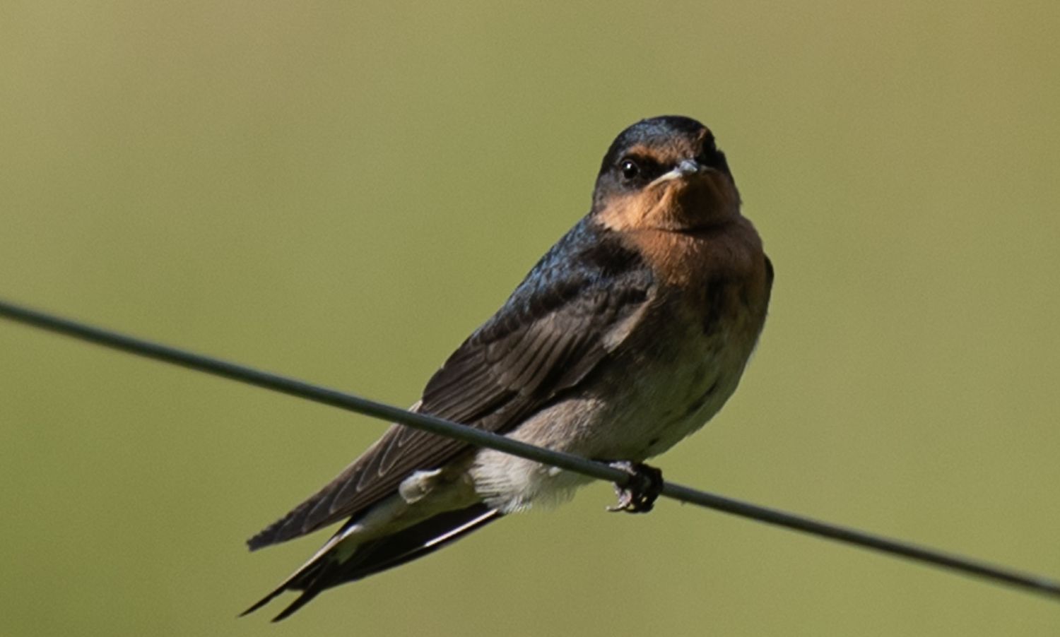 Wildlife - Mark Swanson Photography