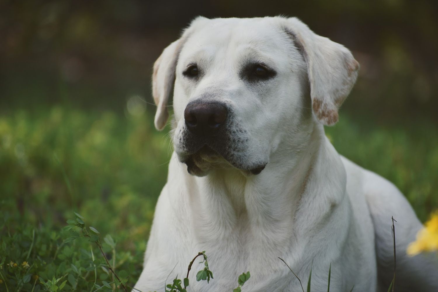 Gallery A - Lewing Labradors