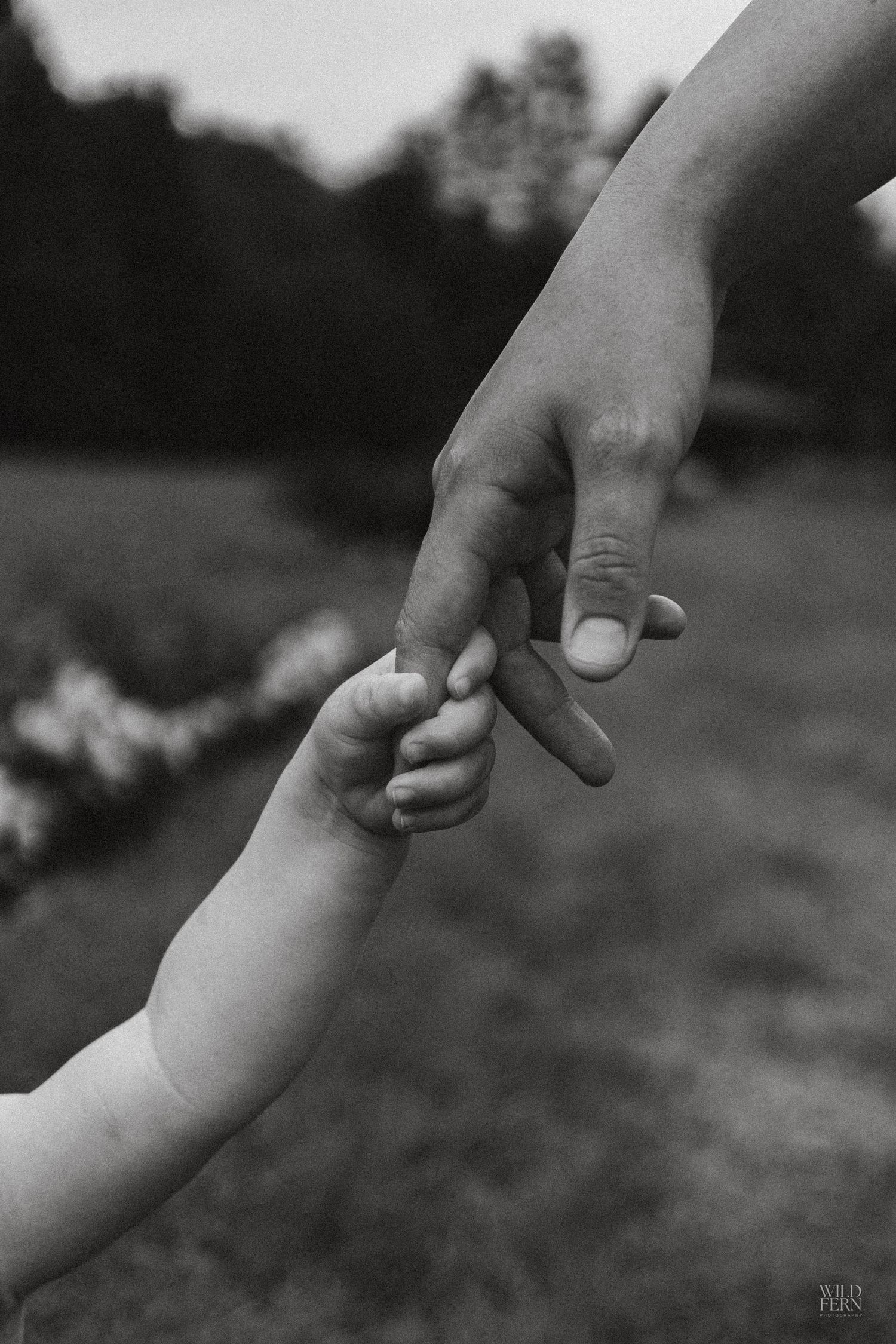 FAQ - Wild Fern Photography