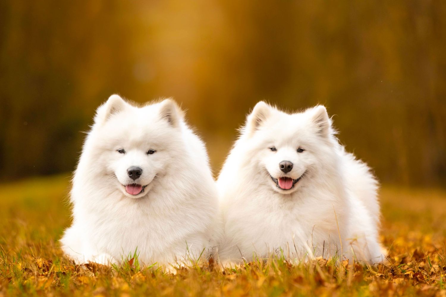 Pet Photography - Brya Ingram Photography